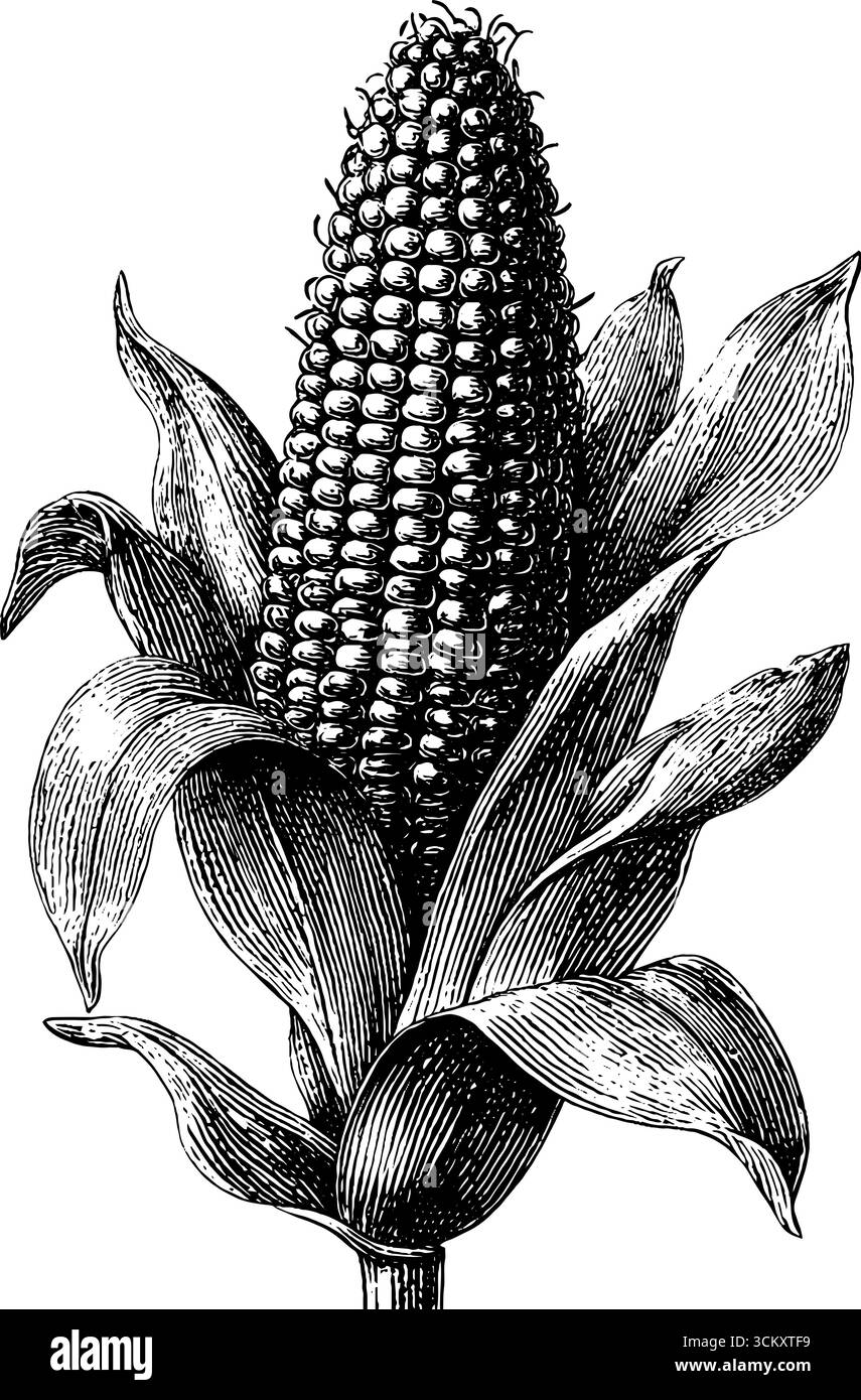 Vintage corn sheaf illustration in classic engraving style for print ...