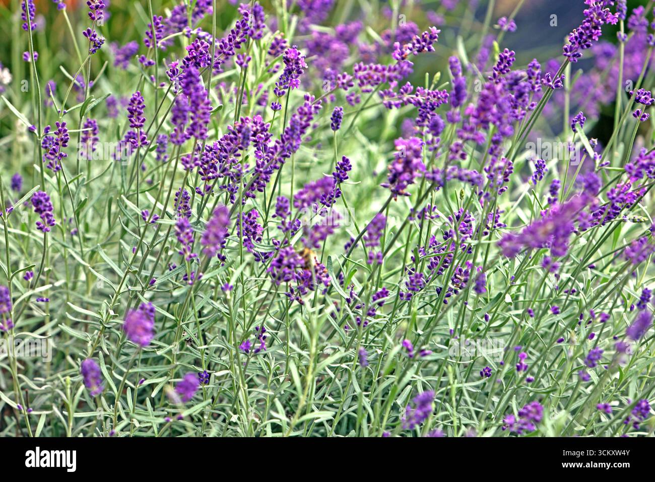 Elegantes Lavendel Gegen Wuhlmause Ebenbild