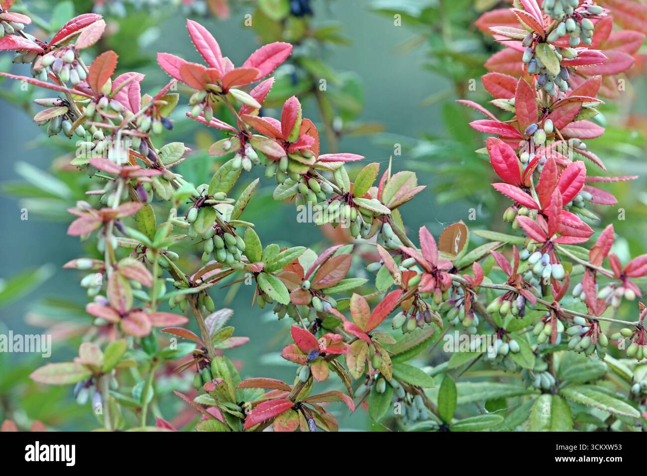 Früchte der Berberitze Im Spätsommer sieht man die Beerenfrüchte der ...
