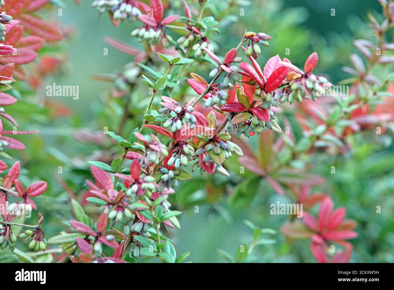 Früchte der Berberitze Im Spätsommer sieht man die Beerenfrüchte der ...