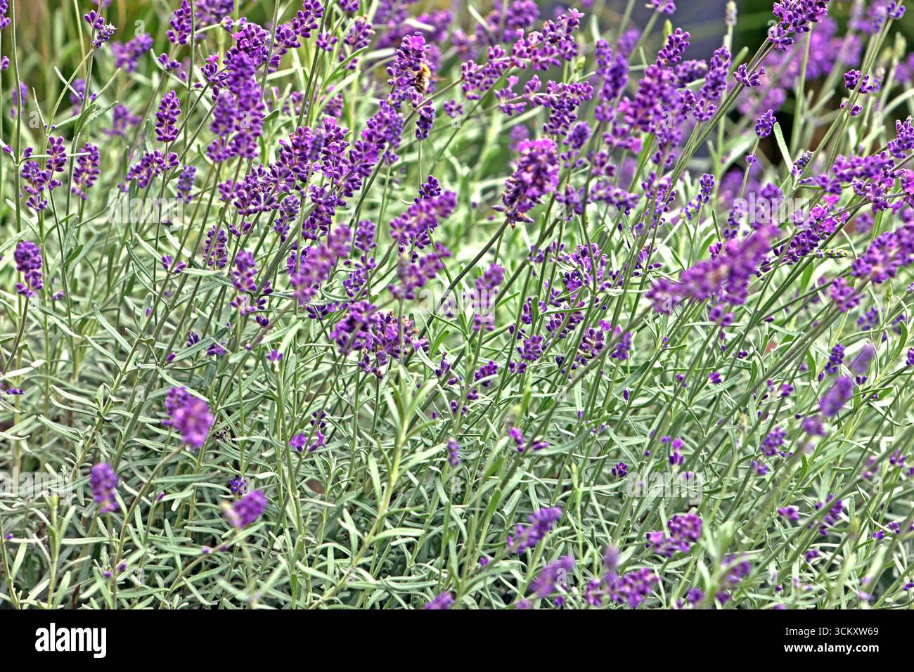 Elegantes Lavendel Gegen Wuhlmause Ebenbild