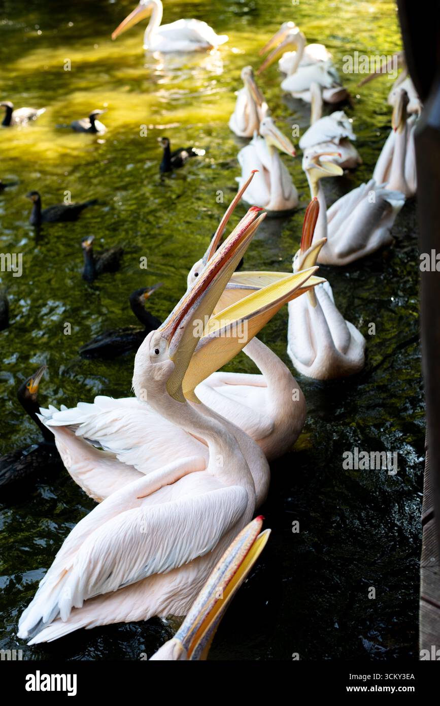 Feeding white pelican (Pelecanus onocrotalus) with small fish in zoo ...