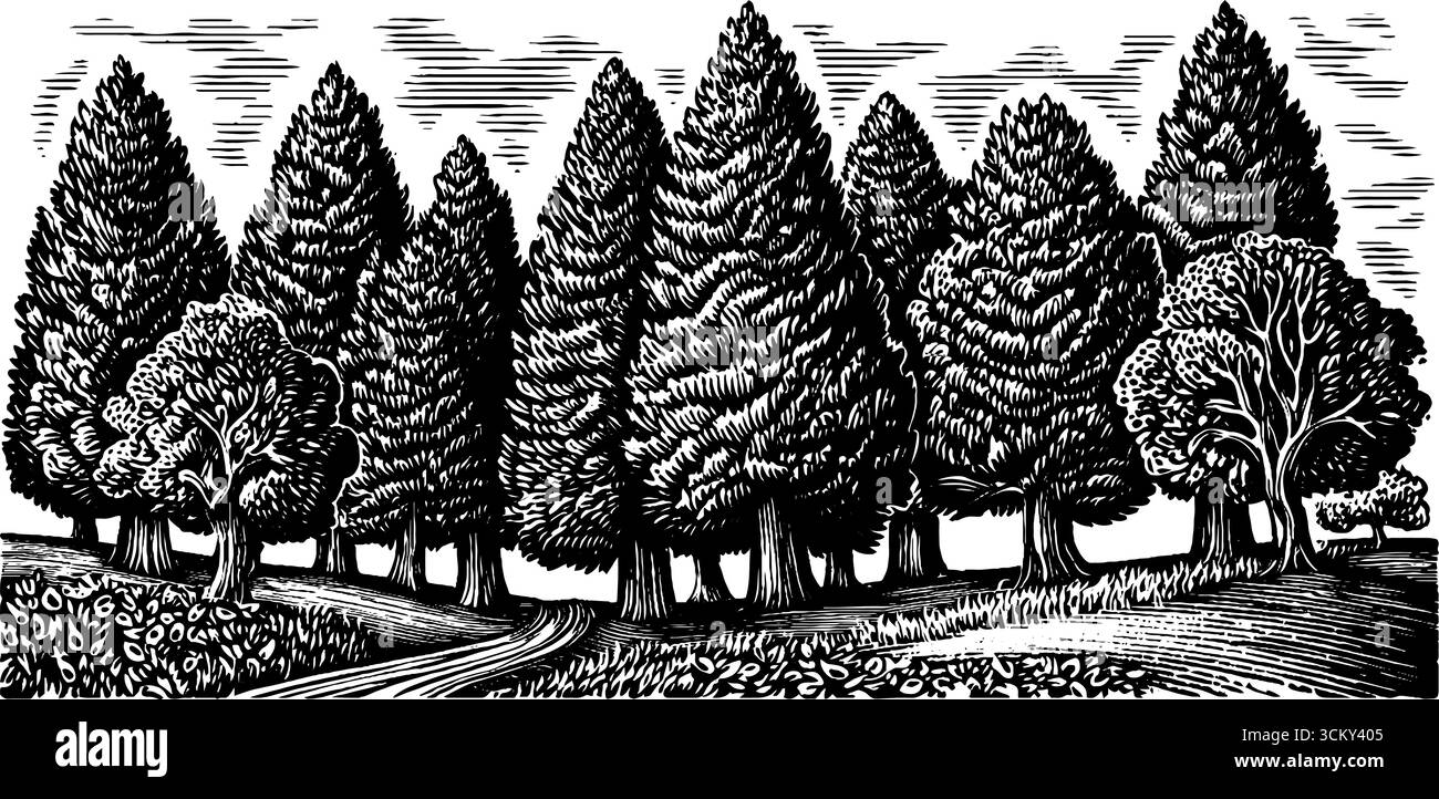 Cedar forest trail covered in leaves black and white sketch for nature ...