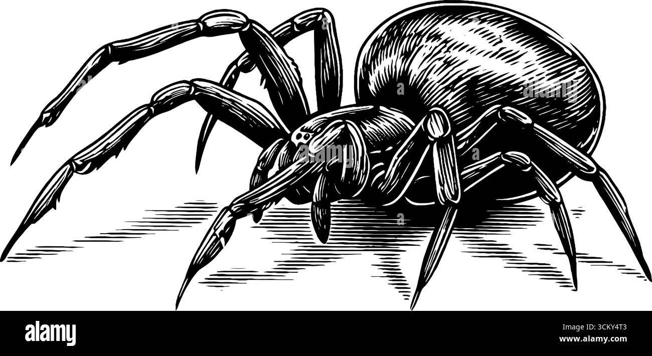 Intricate black and white artwork of a spider descending on a silk ...