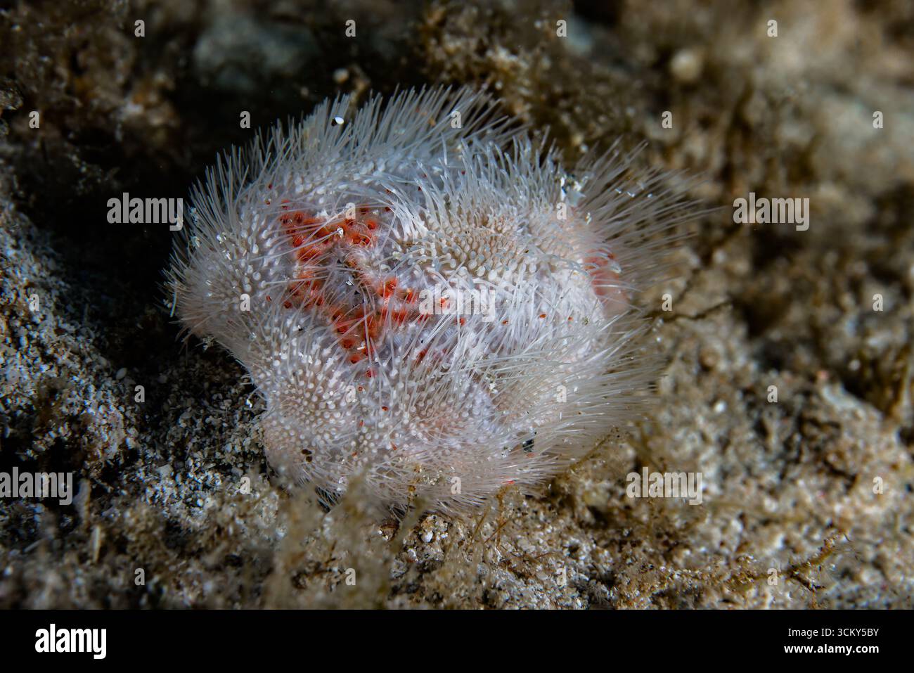 Non edible sea urchin hi-res stock photography and images - Alamy