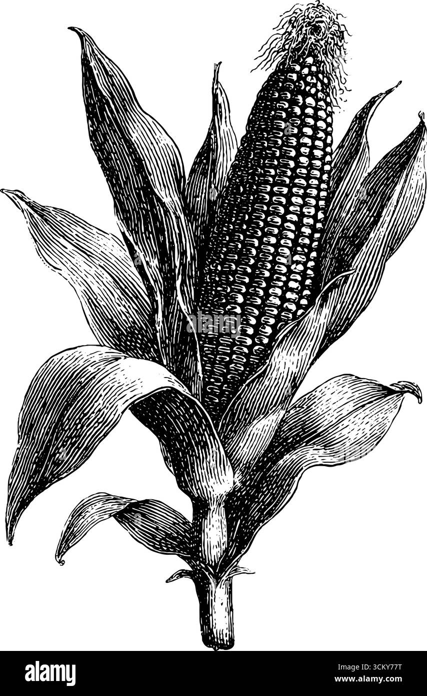 Vintage corn sheaf in engraving style: classic agricultural design for ...