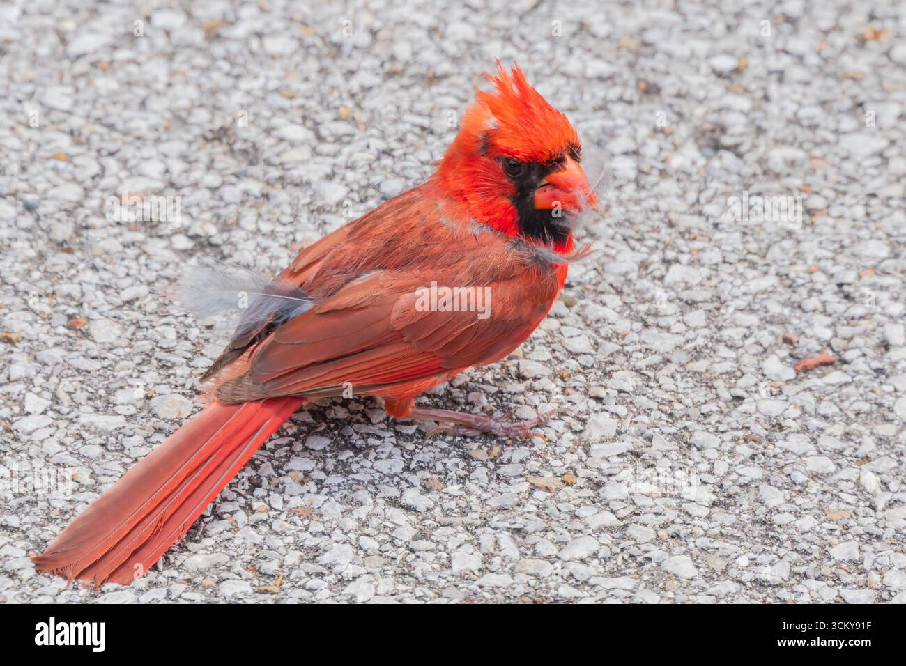 A distressed cardinal eyes the photographer Stock Photo - Alamy
