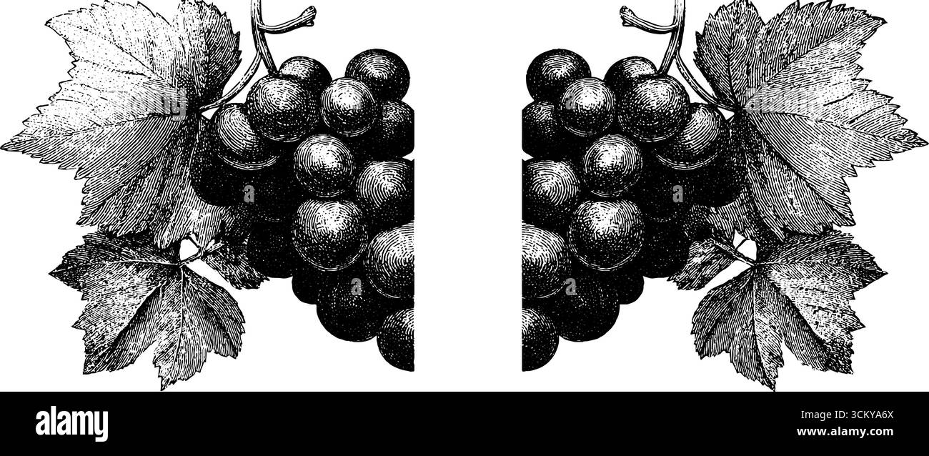 Vintage vine curl ornament with grape leaves and bunches in engraving ...