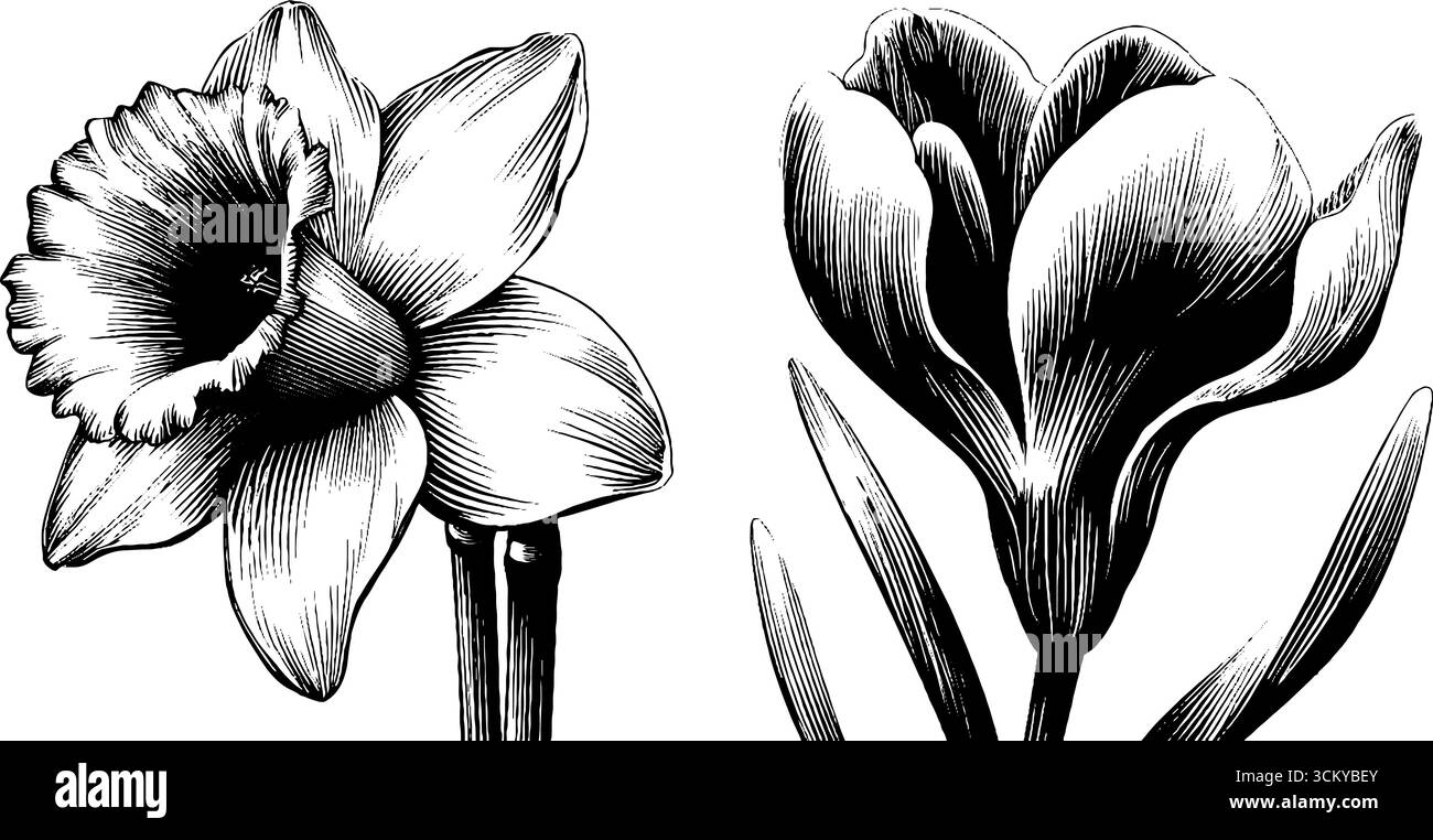 Elegant floral collection with daffodil trumpet and petal flare for ...