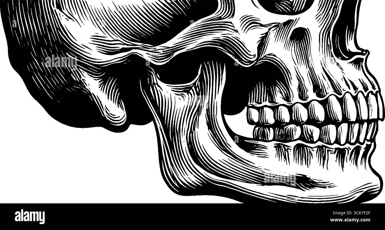 Anatomical cross section of human skull in black and white Stock Vector ...