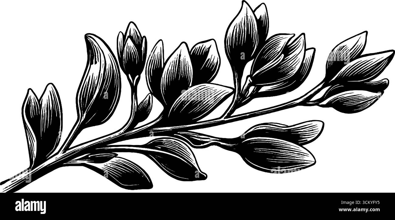Delicate spring shoots on budding branch captured in bold black and ...