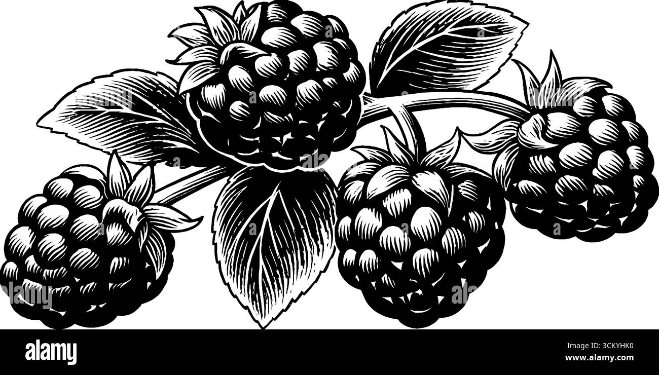 Handful of detailed raspberries with tiny hairs on black background ...
