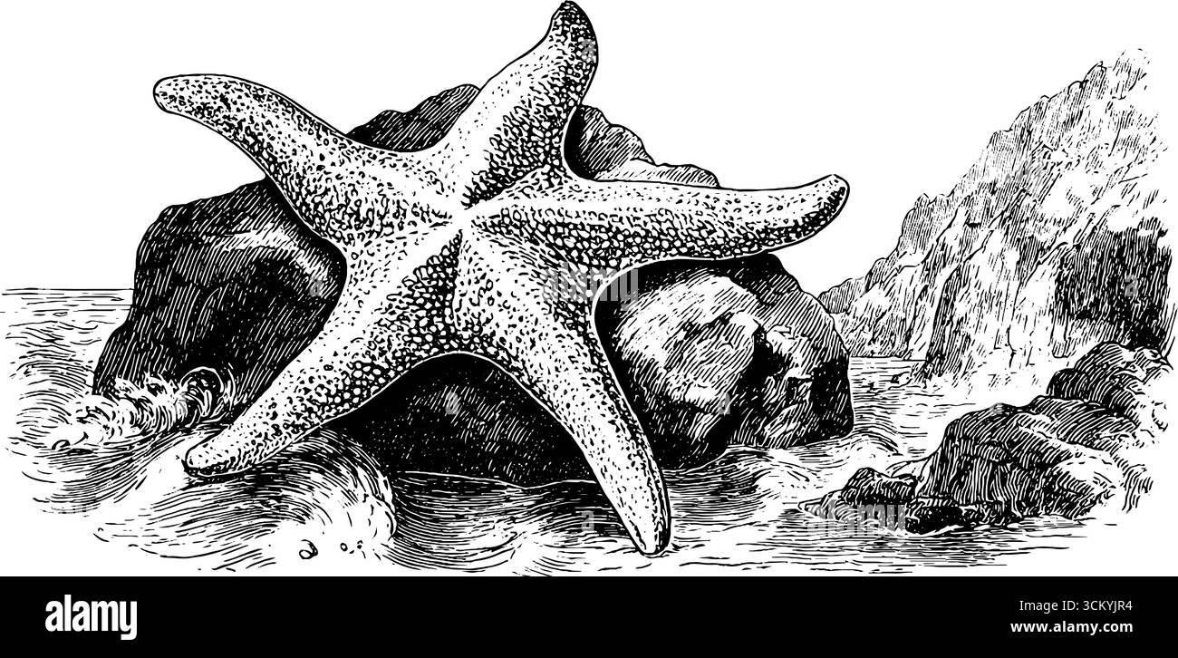 Highly detailed vintage drawing of starfish on wet rock with ocean ...