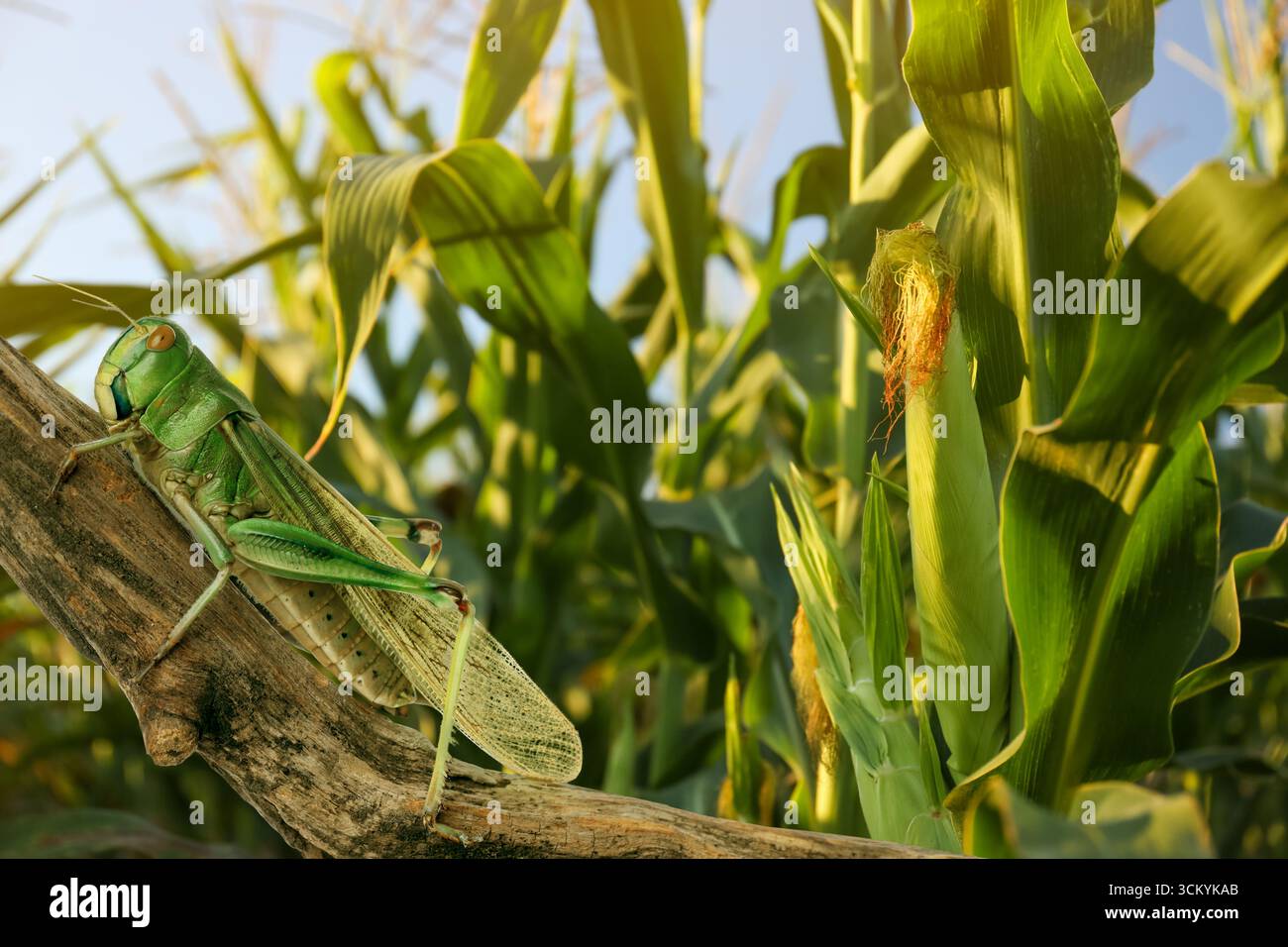 Locust on branch among green plants outdoors Stock Photo - Alamy
