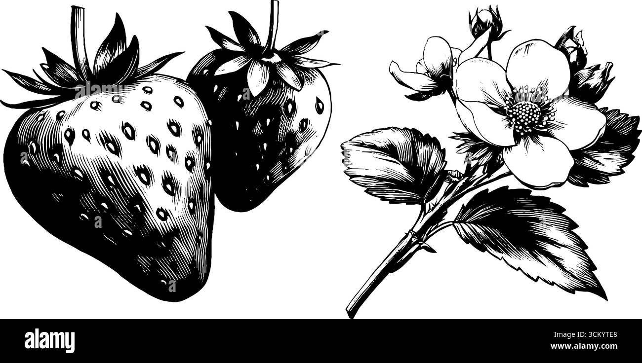 Vintage sketch of whole and sliced strawberries with floral details for ...