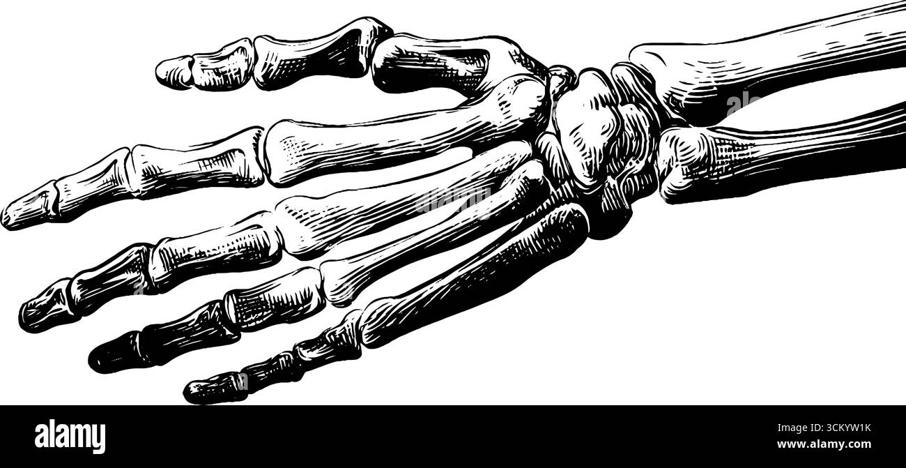 Anatomy of forearm muscles and wrist bones silhouette for medical ...
