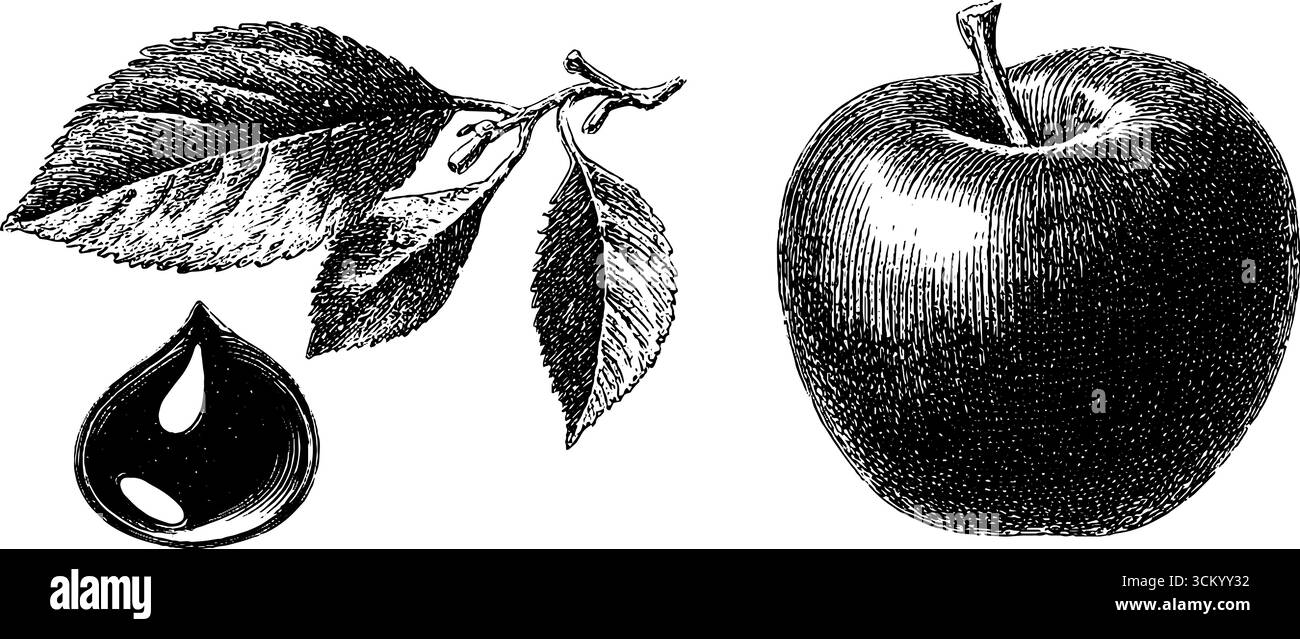 Vintage apple slice with juice droplet and leaf stem engraving for ...