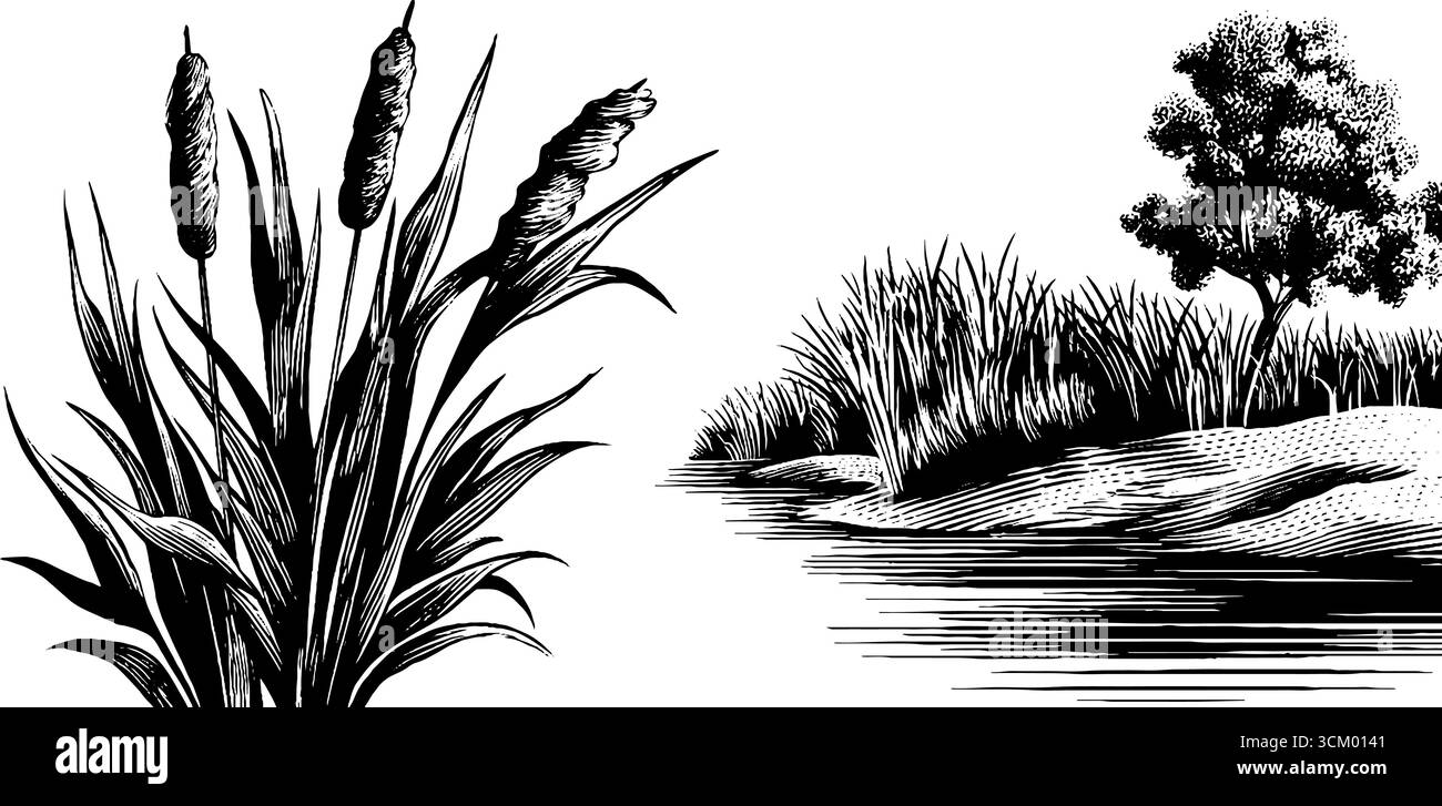 Reeds in river delta Stock Vector Images - Alamy