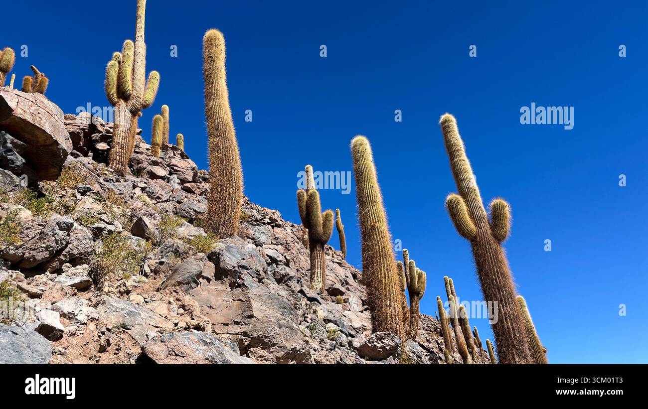 Giant cardons cacti 'Leucostele atacamensis' in Vilama River Canyon ...