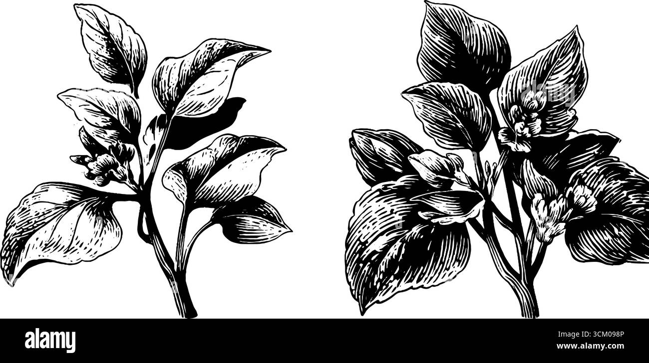 Vintage herb sprig sketch with black and white hand-drawn sprite healer ...