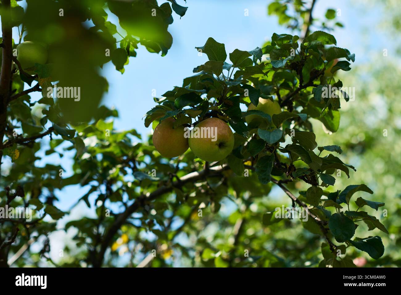 Closeup of ripe apples hanging on tree branch surrounded by green ...