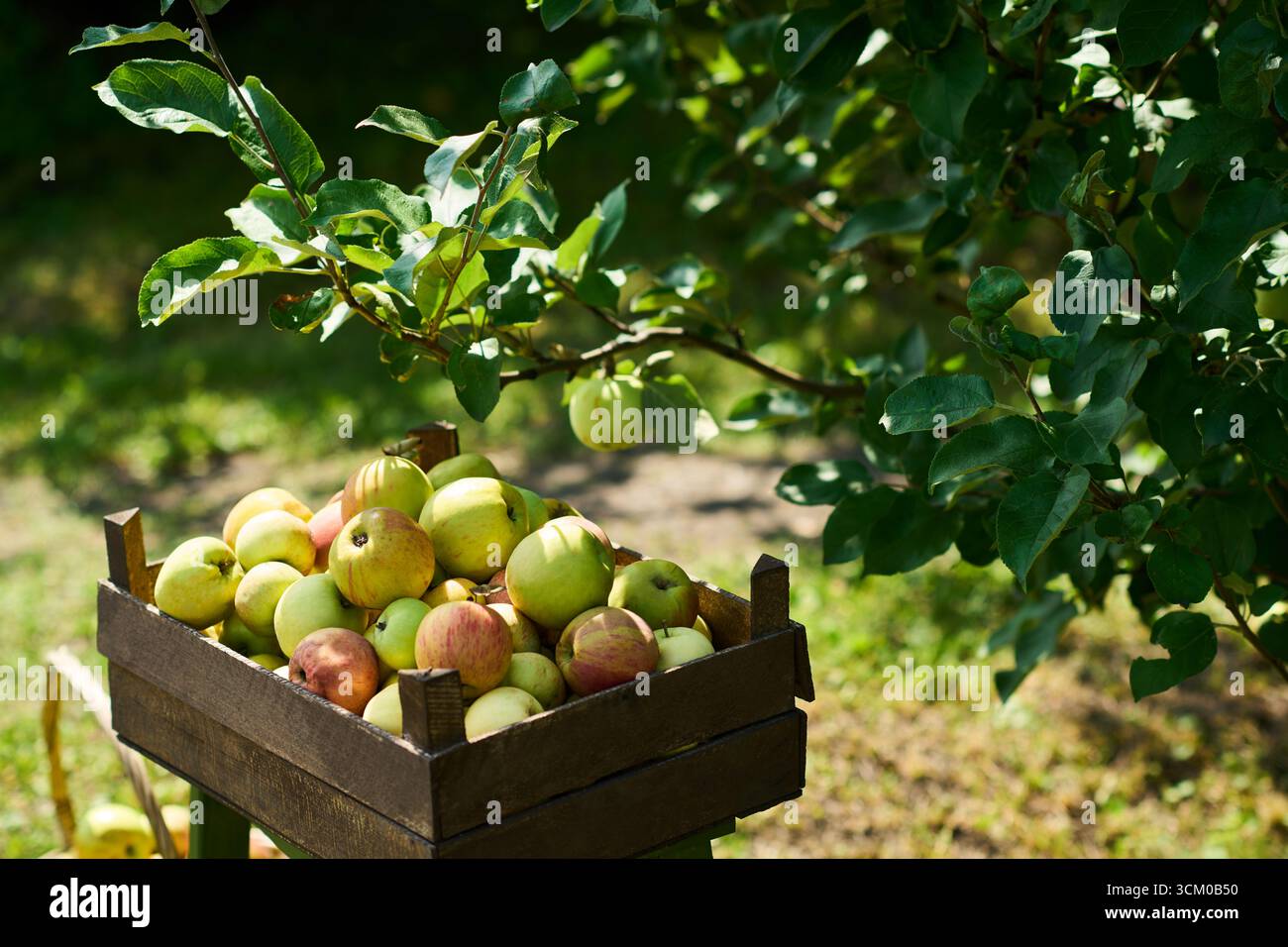 Wooden crate filled with freshly picked apples sitting outdoors under ...