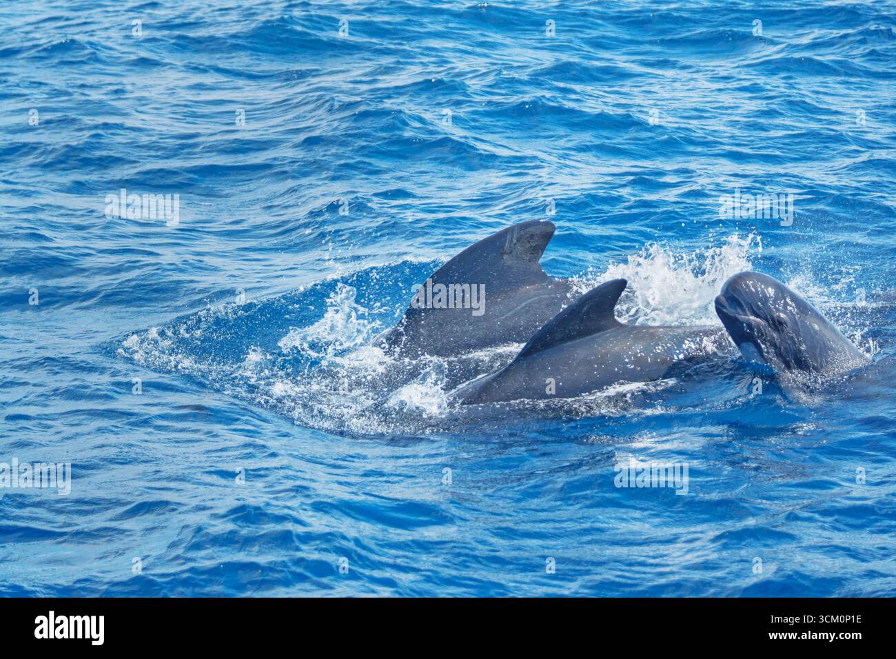 Pilot Whales (Globicephala melaena) family swimming in the Strait of ...