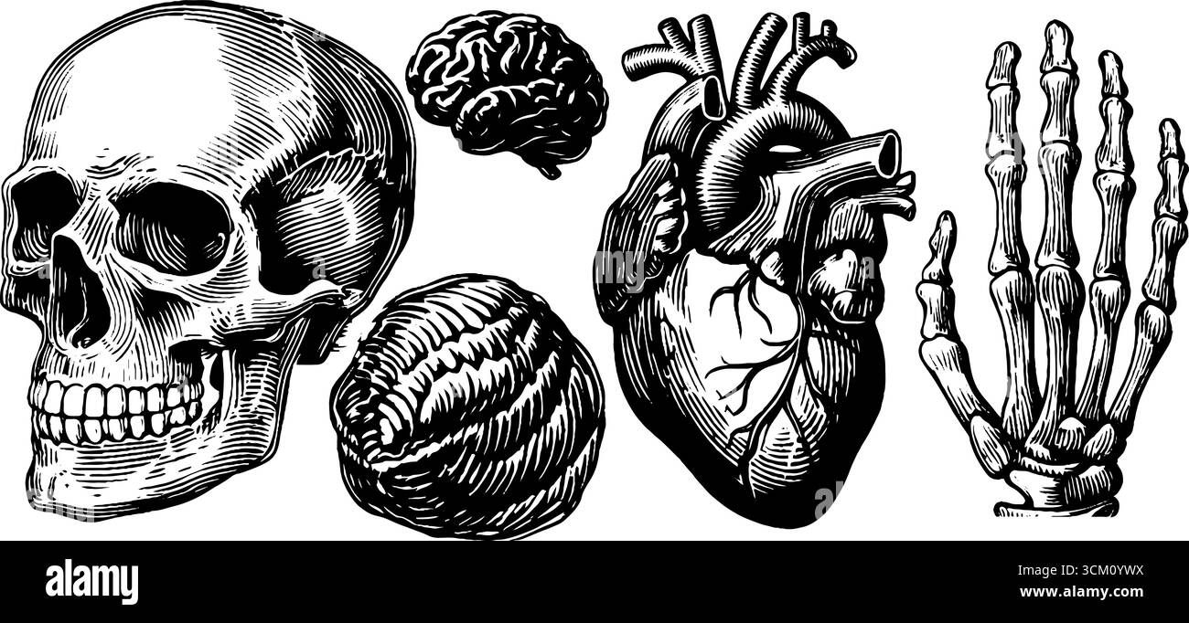 Vintage anatomical sketch of human skull, brain, heart, and hand bones ...