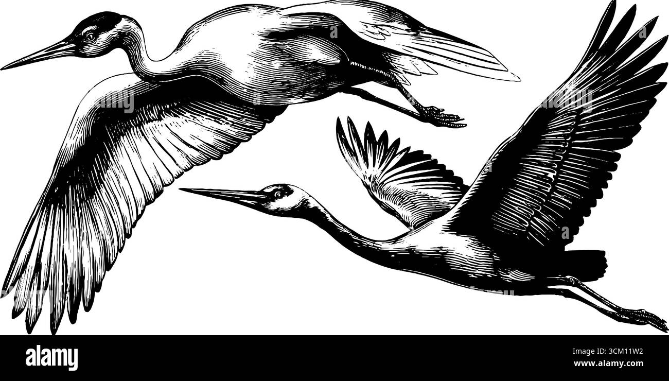 Cultural animals Black and White Stock Photos & Images - Alamy