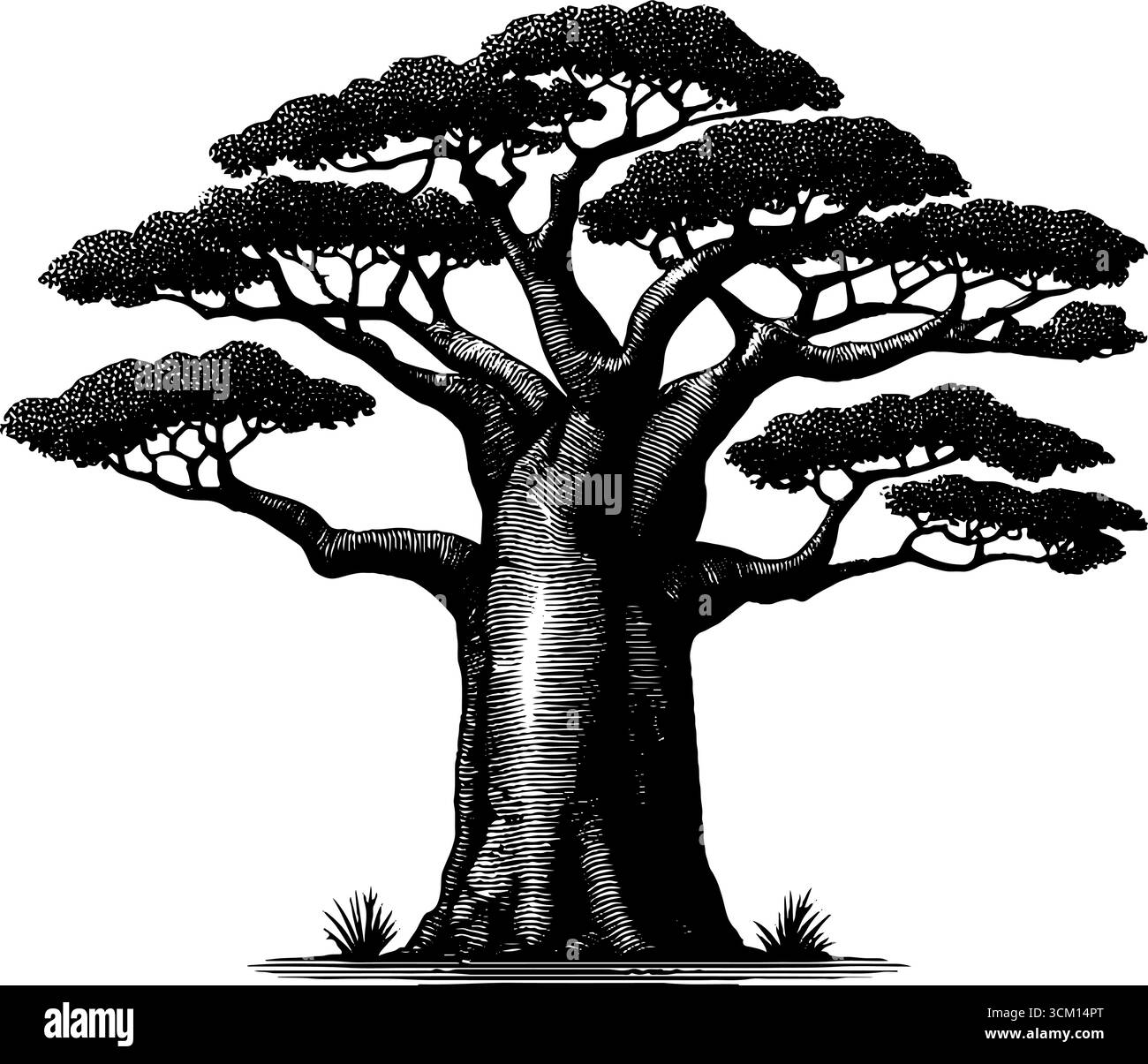 Majestic baobab tree engraving for nature and botanical designs Stock ...