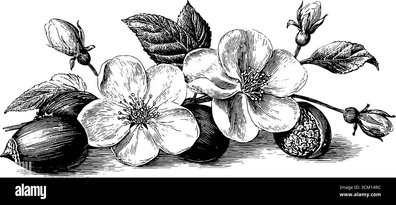 Vintage nut shells and blossoms hand drawn engraving for botanical ...
