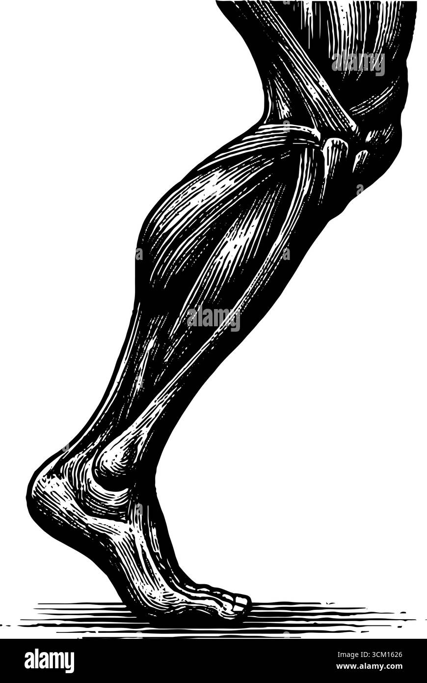 Anatomical engraving of calf muscle with black bold lines for ...