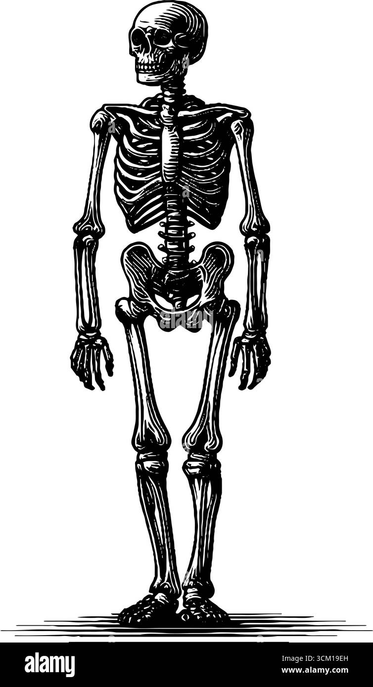 Detailed engraved illustration of full human skeleton for anatomical ...