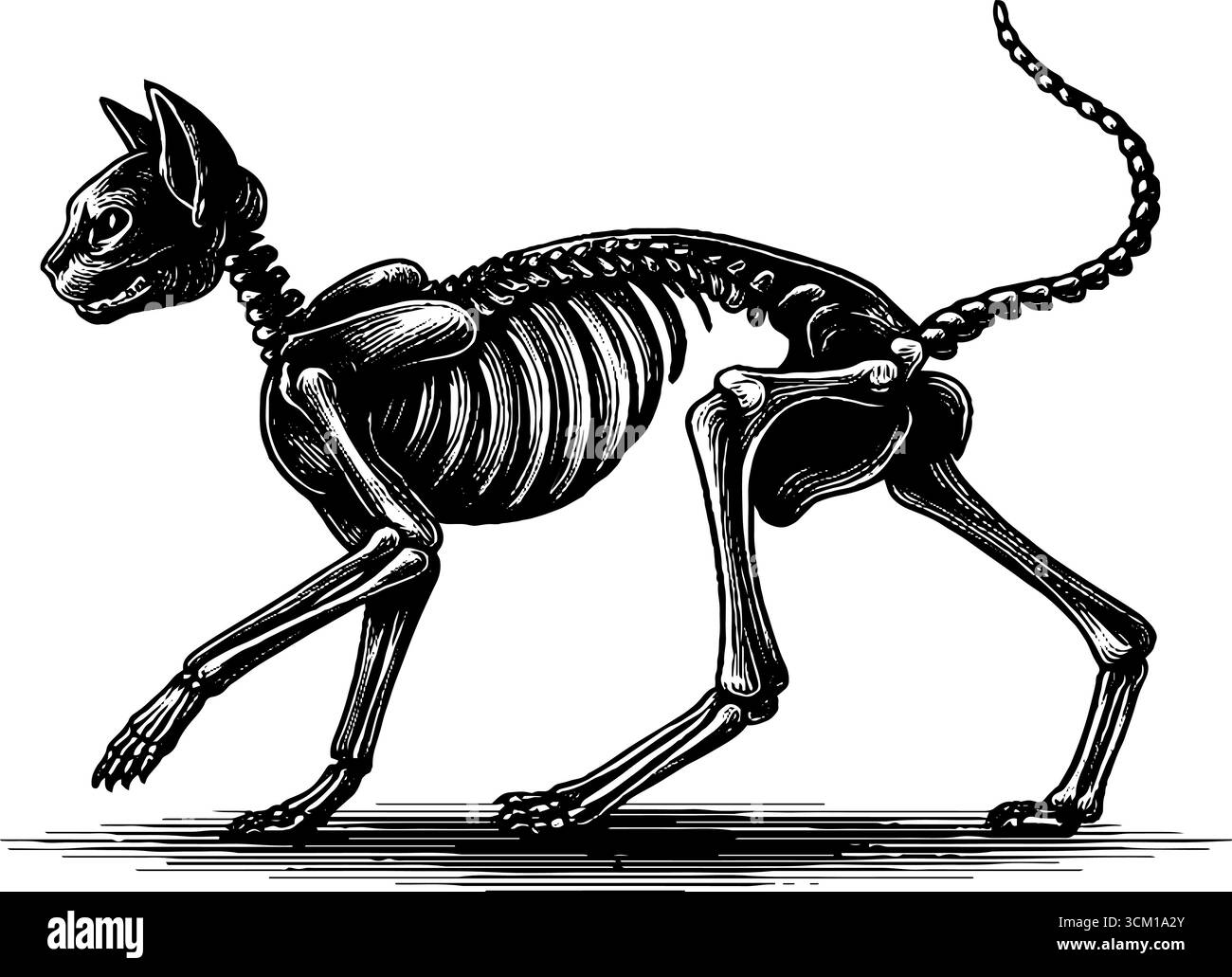Detailed engraving of cat skeleton in side view for educational design ...