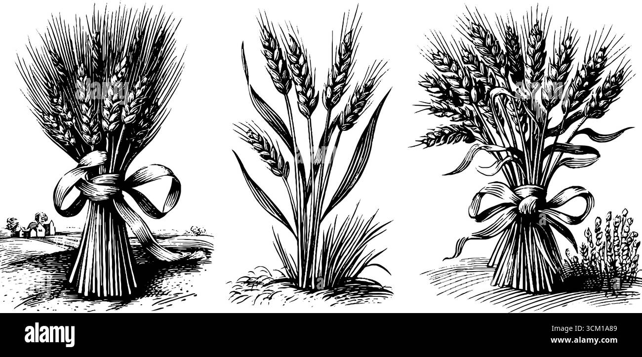 Vintage sketch of wheat bundles and tied stalks for retro design Stock ...