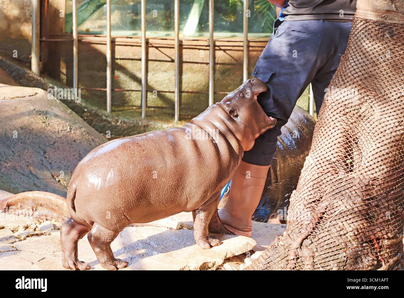 A mischievous Pygmy Hippo calf teasing her keeper when he's working ...