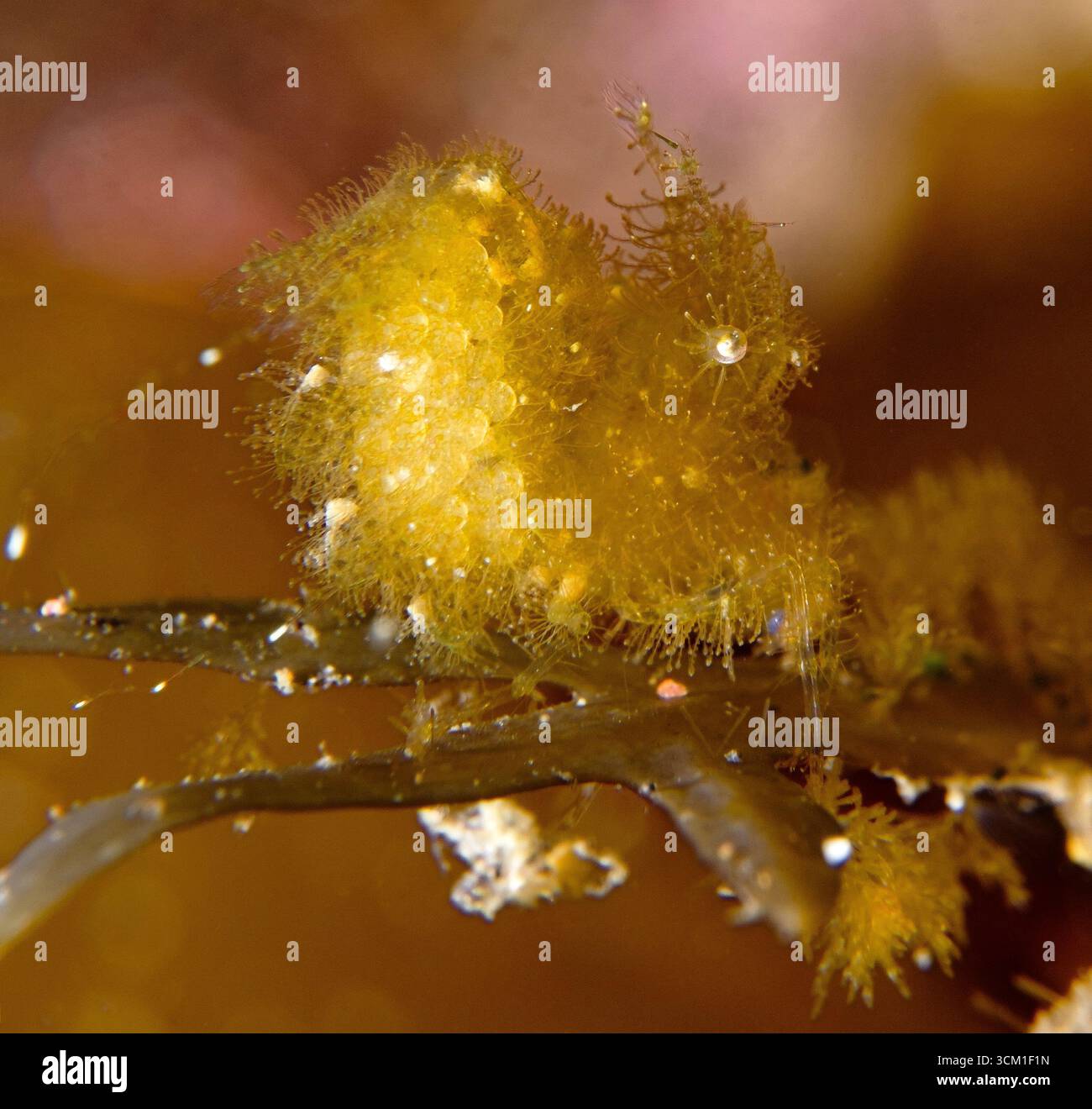 Algae shrimp phycocaris simulans hi-res stock photography and images ...