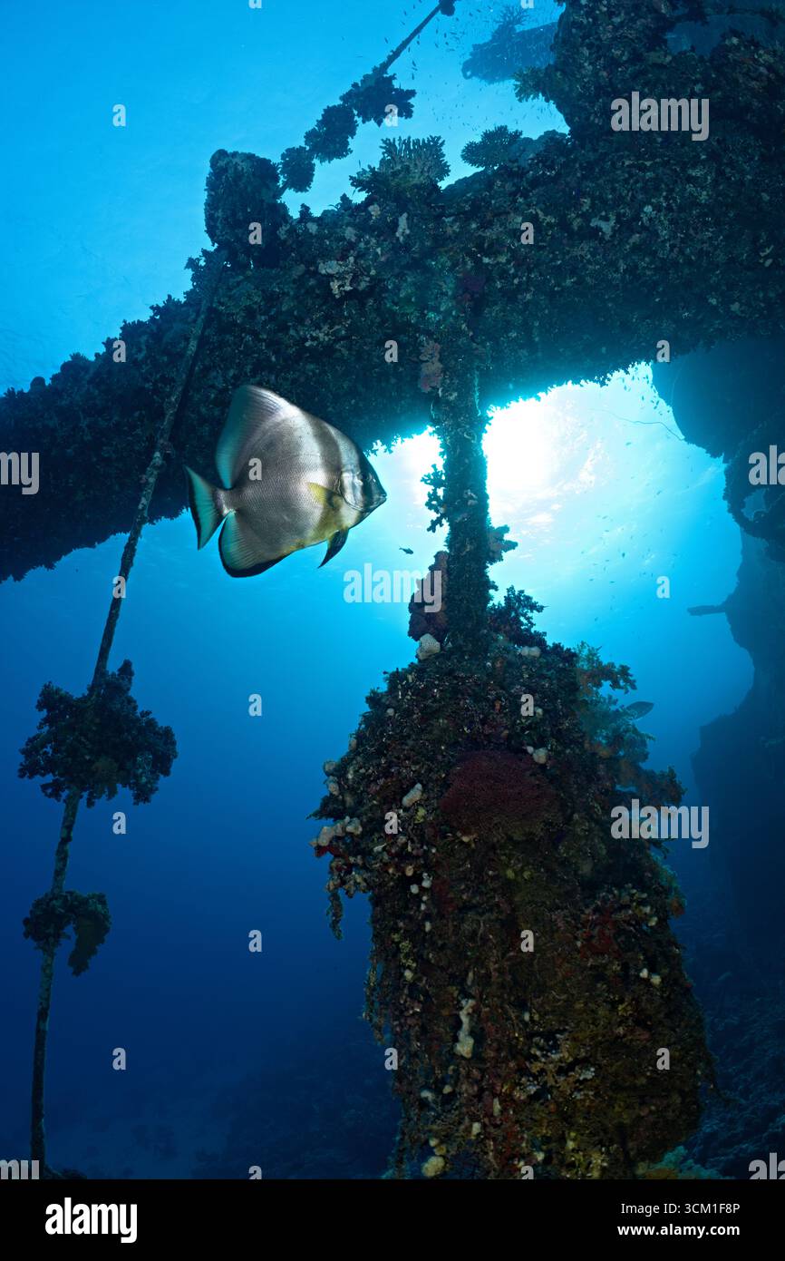 Batfish in wreck hi-res stock photography and images - Alamy