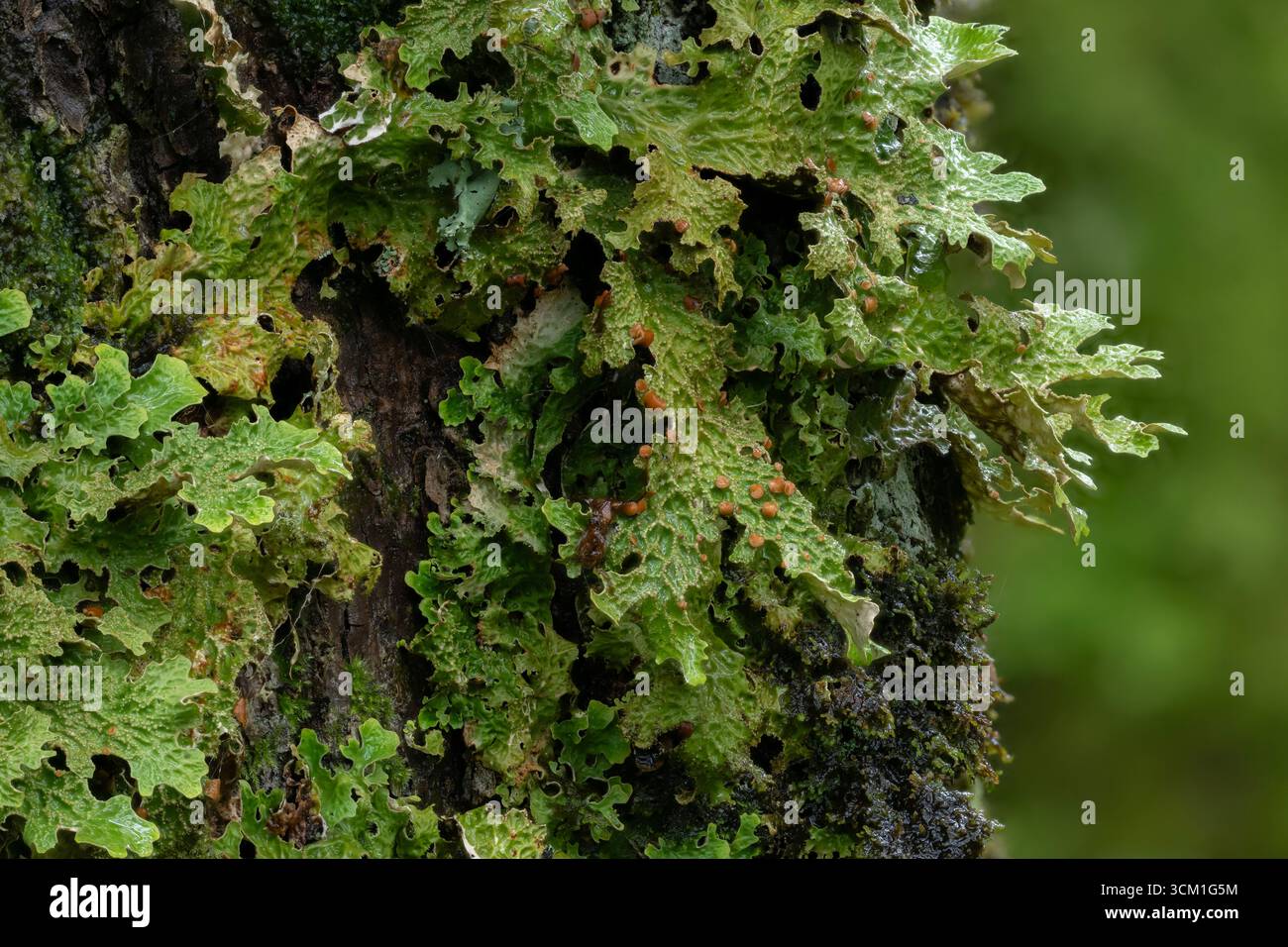 Tree lungwort (Lobaria pulmonaria) growing on oaks in the Atlantic ...