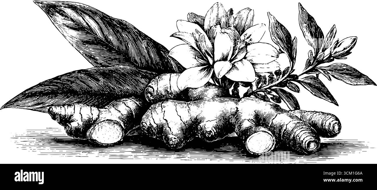 Intricate illustration of plant roots Cut Out Stock Images & Pictures ...