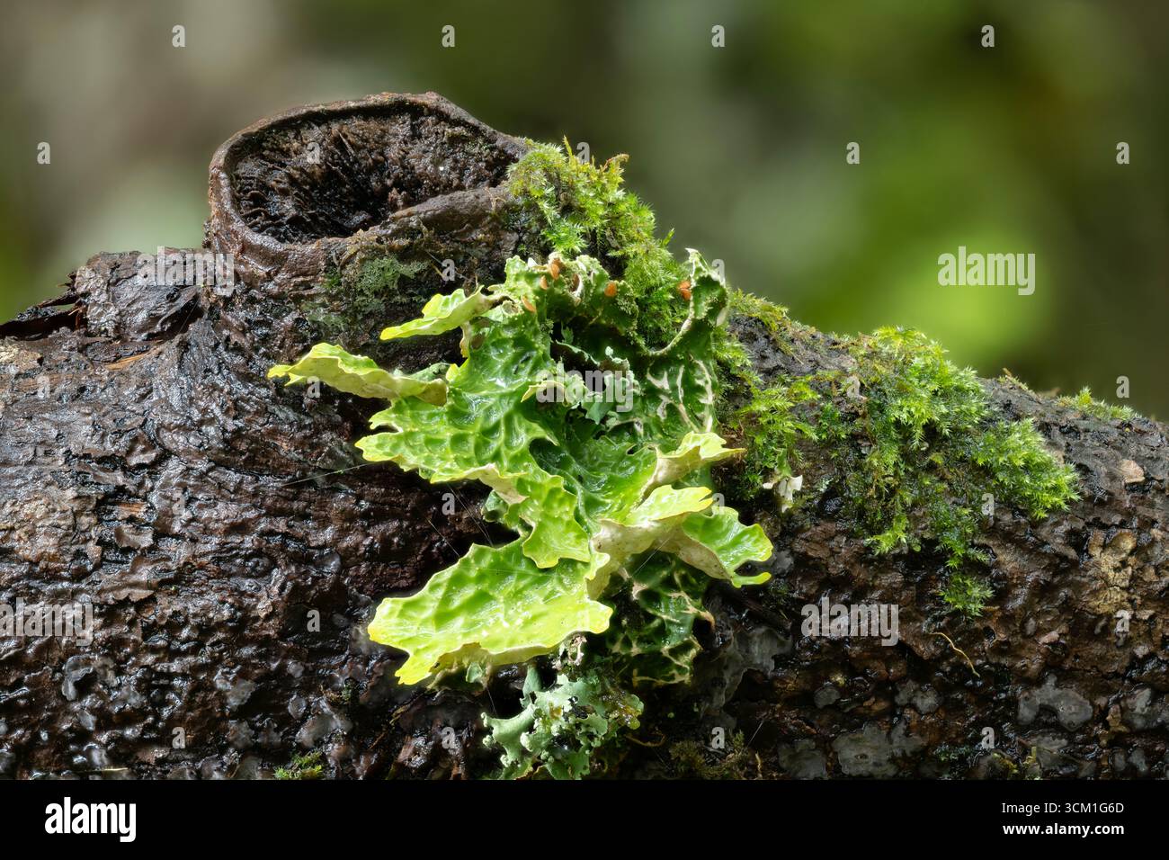 Tree lungwort (Lobaria pulmonaria) growing on oaks in the Atlantic ...