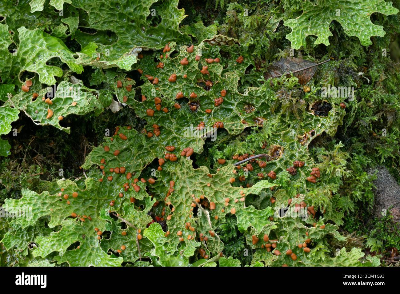 Tree lungwort (Lobaria pulmonaria) growing on oaks in the Atlantic ...
