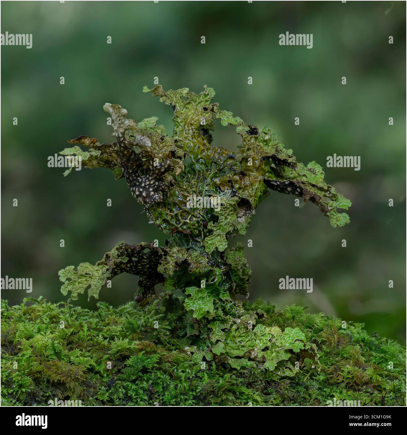 Tree lungwort (Lobaria pulmonaria) growing on oaks in the Atlantic ...