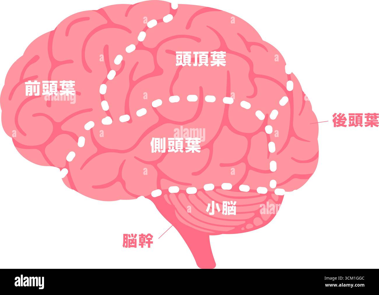 Human brain anatomy structure cerebral hi-res stock photography and ...