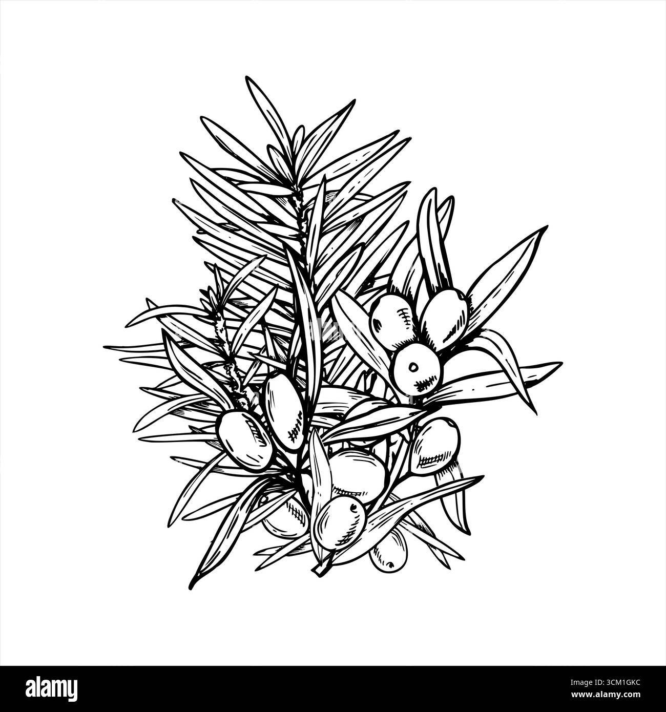 Spruce twig winter berries Stock Vector Images - Alamy