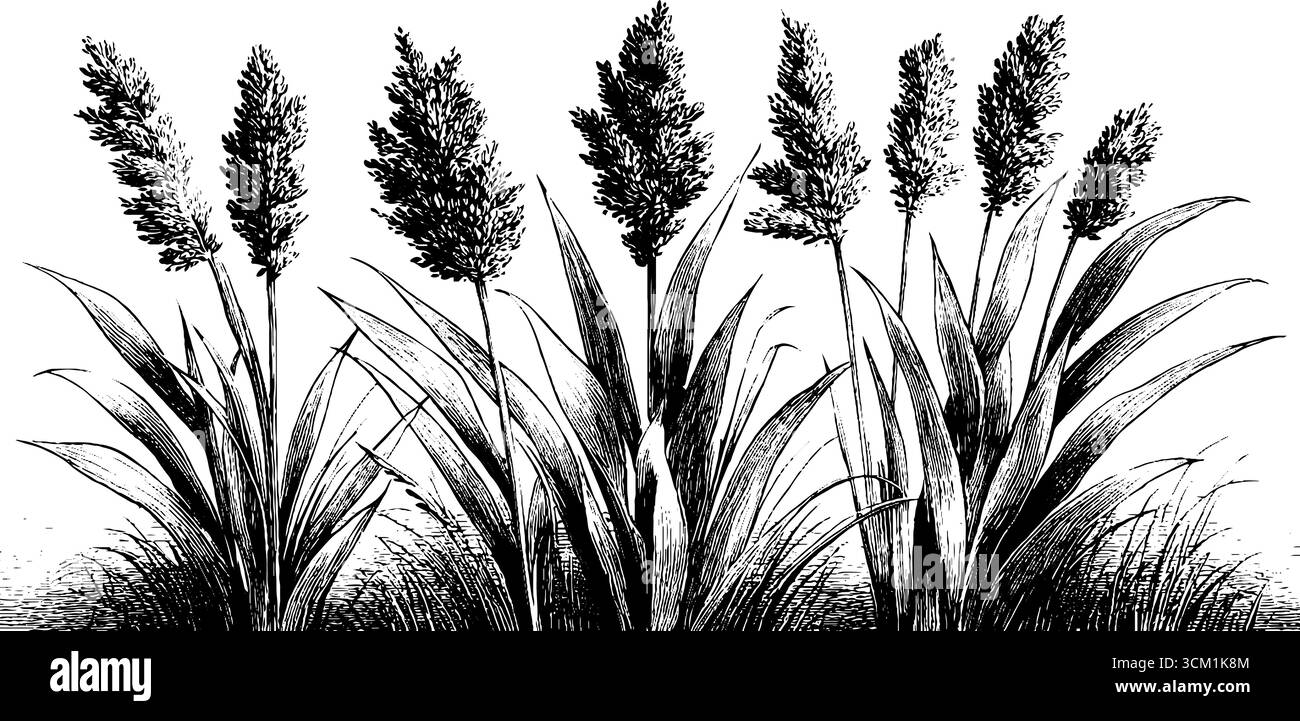 Vintage reed and bulrush sketch - detailed hand-drawn botanical ...
