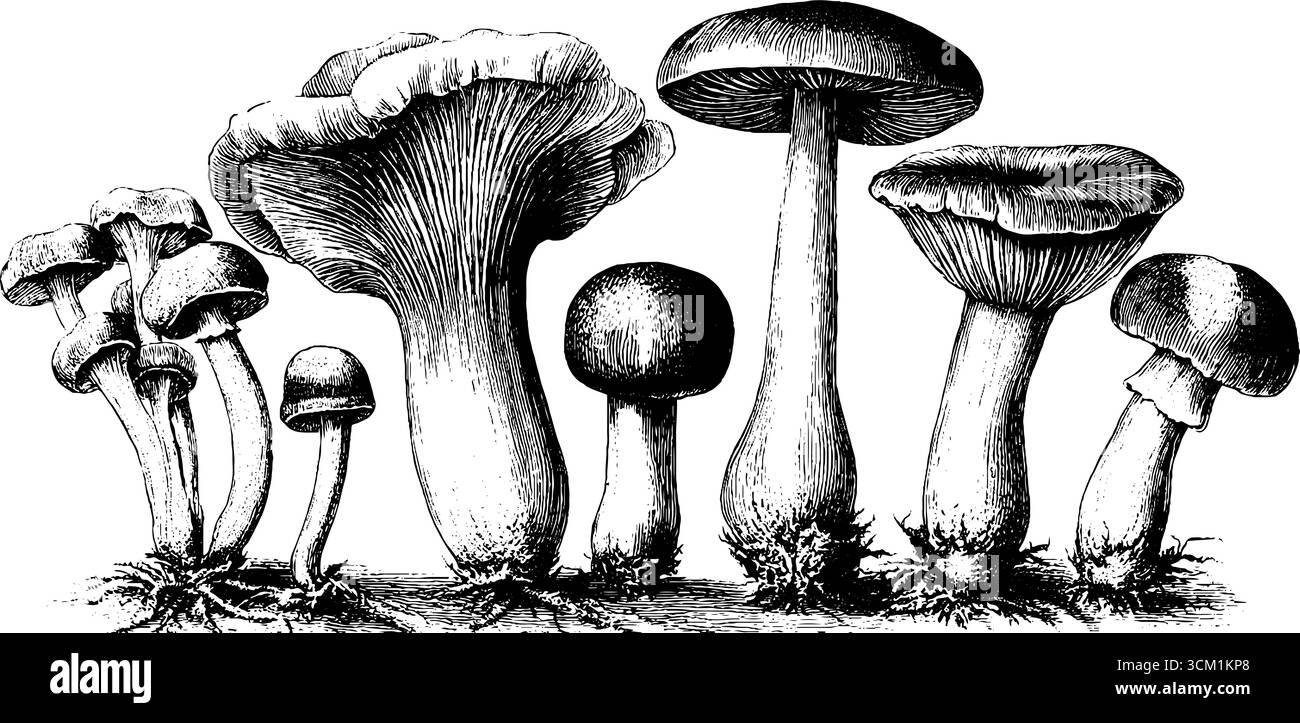 Vintage mushroom collection: toadstool and puffball sketch for ...