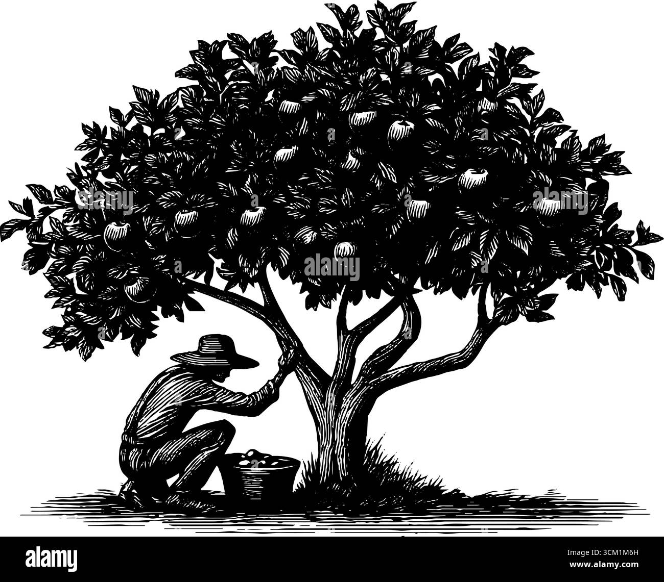 Vintage harvest scene engraving of farmer picking apples for autumn ...