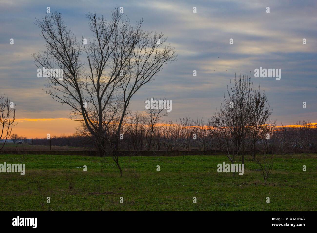 Early evening light Illuminates a grassy field and trees Stock Photo ...