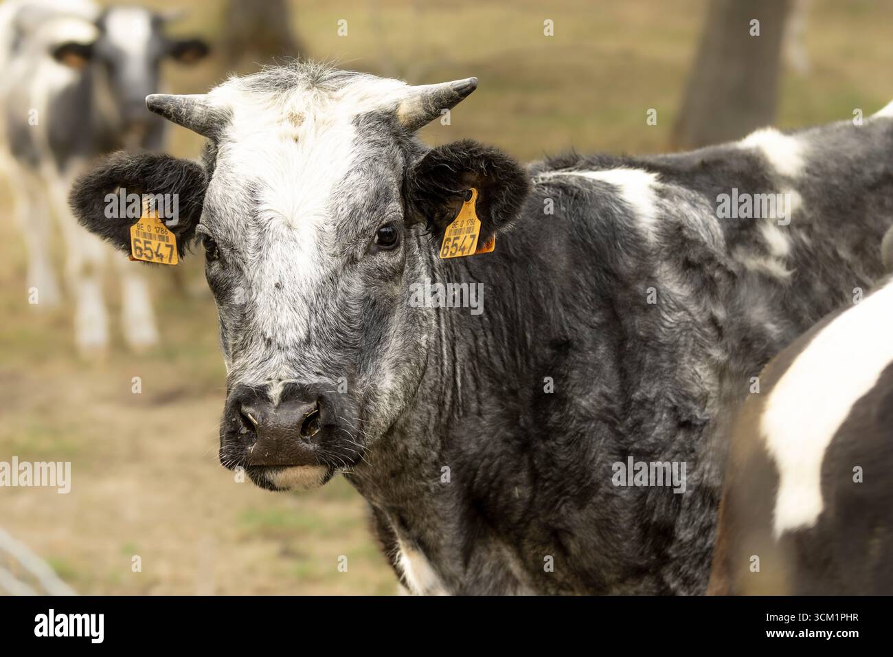 Curious black and white cow with identification ear tags standing in a ...